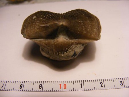 Hebertella occidentalis :: Braquiopodos