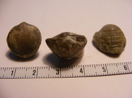 Atrypa reticularis :: Braquiopodos