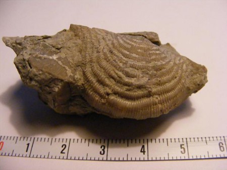 Leptaena rhomboidalis :: Braquiopodos