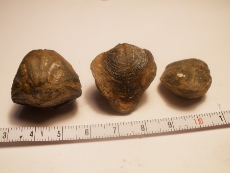 Atrypa petasa :: Braquiopodos