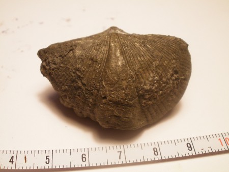 Orthospirifer cooperi :: Braquiopodos