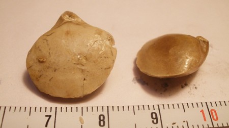 Ornithella bathonica :: Braquiopodos