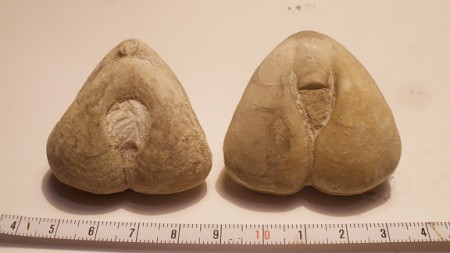 Pygope diphia :: Braquiopodos